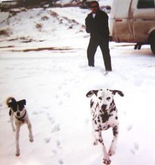 Lou Dog - Sublime Wiki