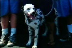 Lou Dog - Sublime Wiki